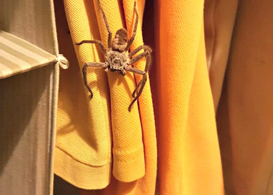 Mum’s Horror At Finding Spider Nest In School Uniform Mum’s Horror At Finding Spider Nest In School Uniform